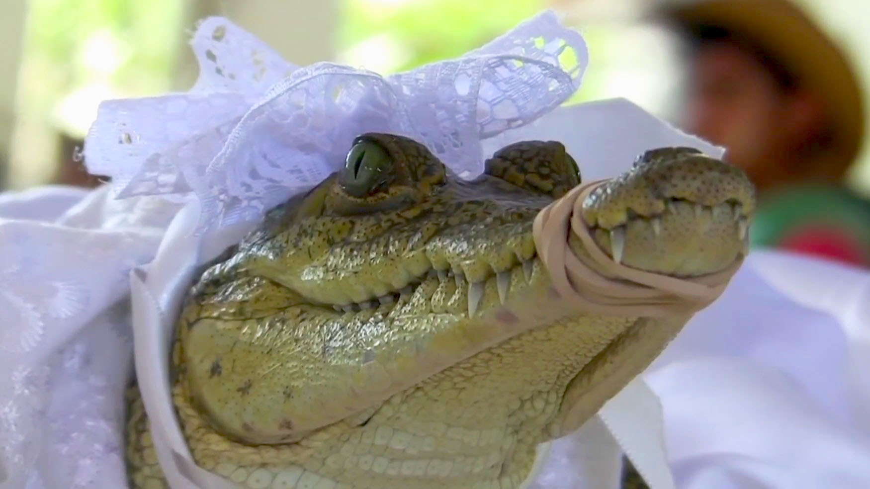 The ‘crocodile bride’, the center of an ancestral celebration in Mexico ...
