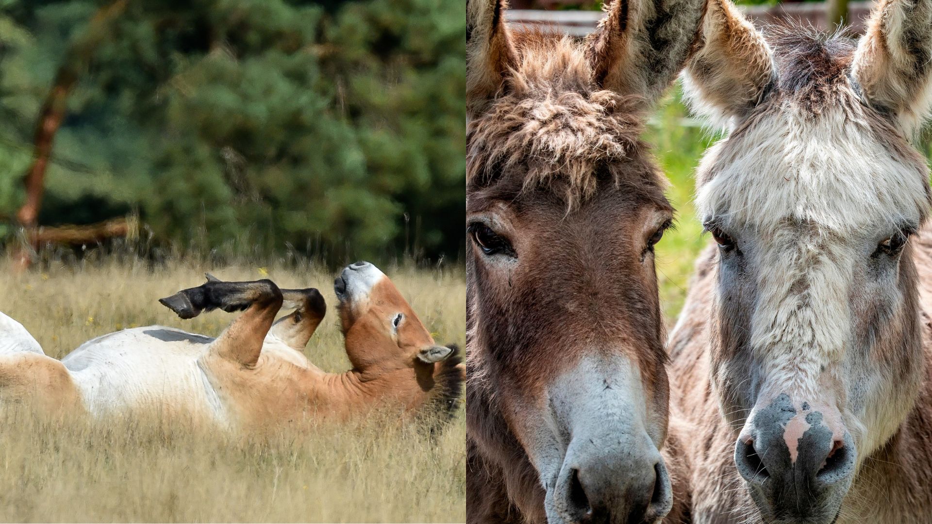 BLM ofrece $1,000 a cambio de adoptar un burro o un caballo salvaje en ...