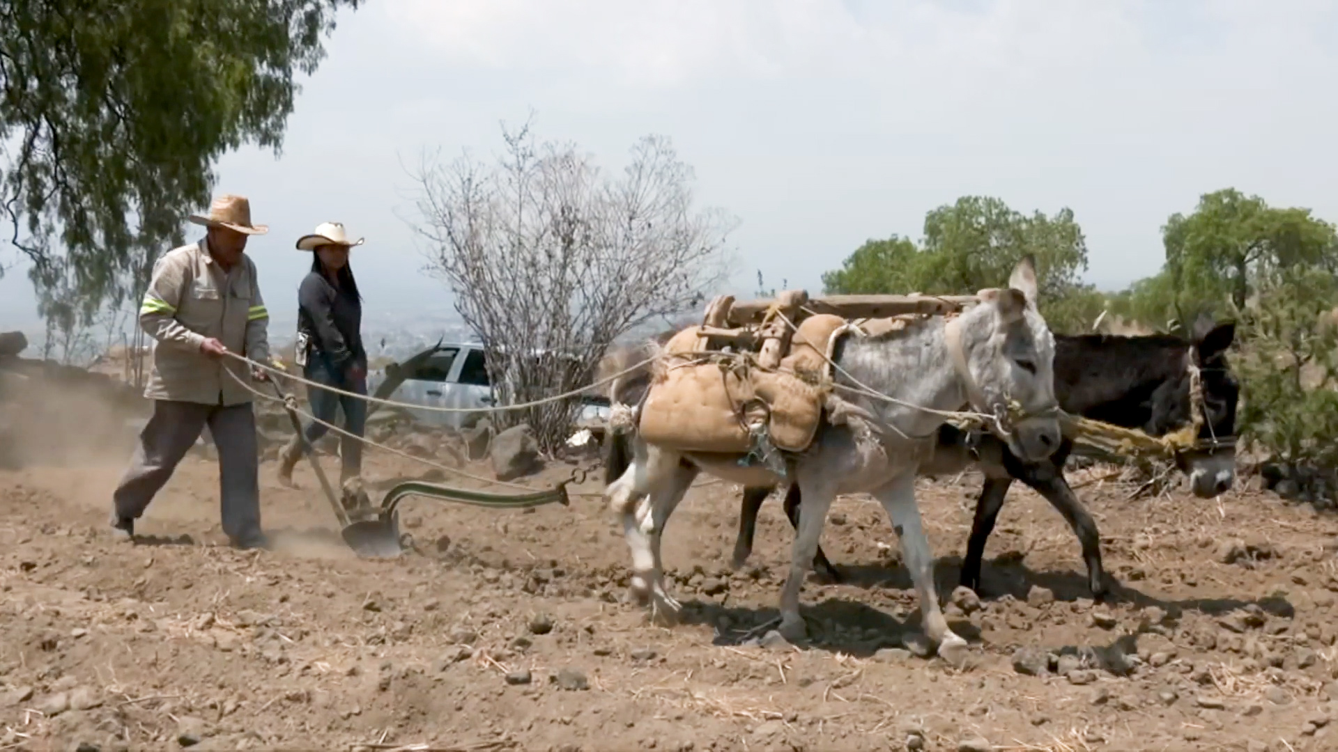 La yunta en San Francisco Tlaltenco: Pobladores de esta área rural de ...