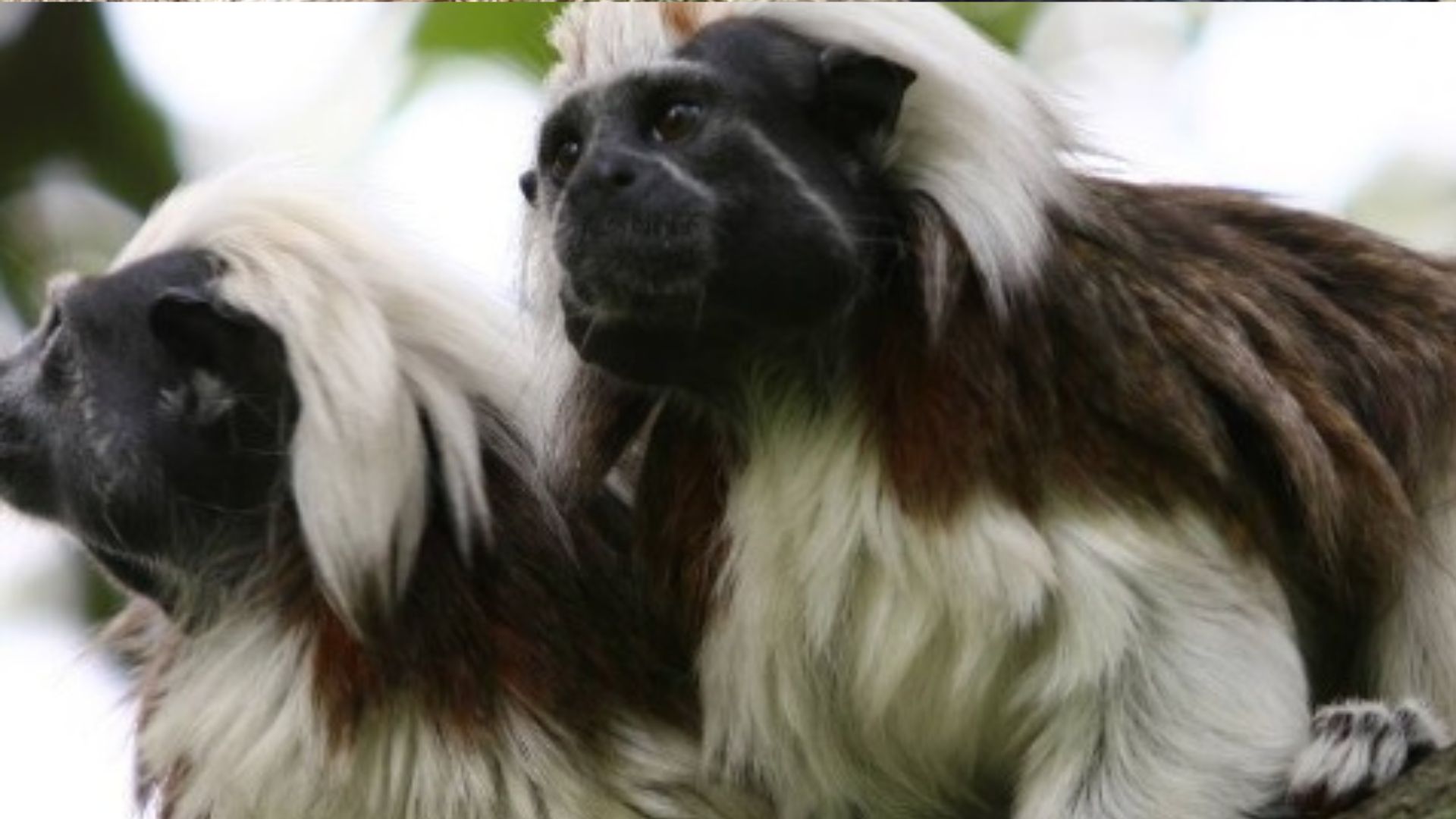 Disney World monos tití cabeza de algodón: Animal Kigndom celebra el ...