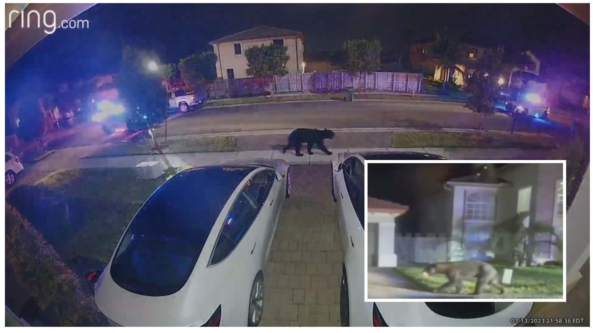 Capturan y reubican al oso que fue visto merodeando en Homestead ...