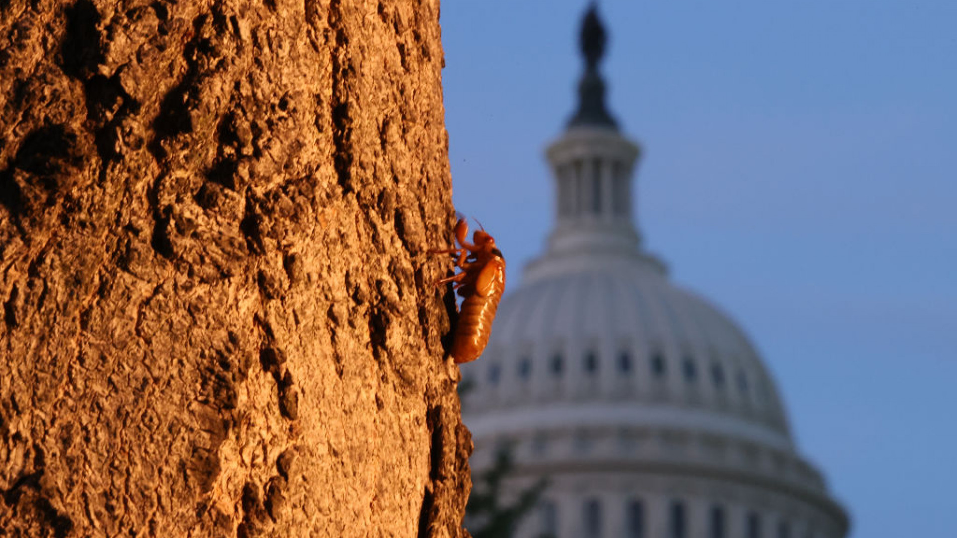 Millones de chicharras invaden Washington DC y causan malestar entre la ...