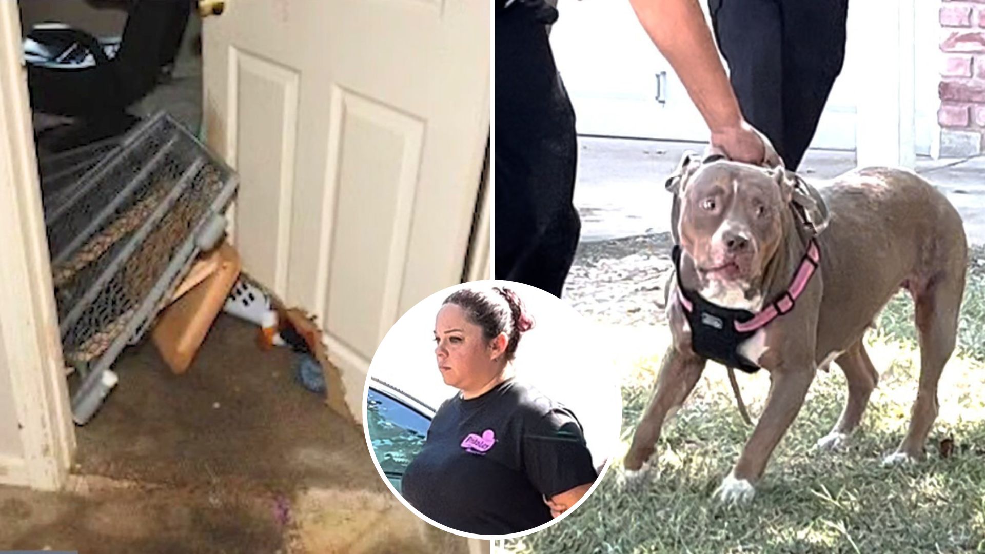 Muere el bebé de 1 año que fue atacado a mordidas por dos perros pitbull en Converse, Texas ...