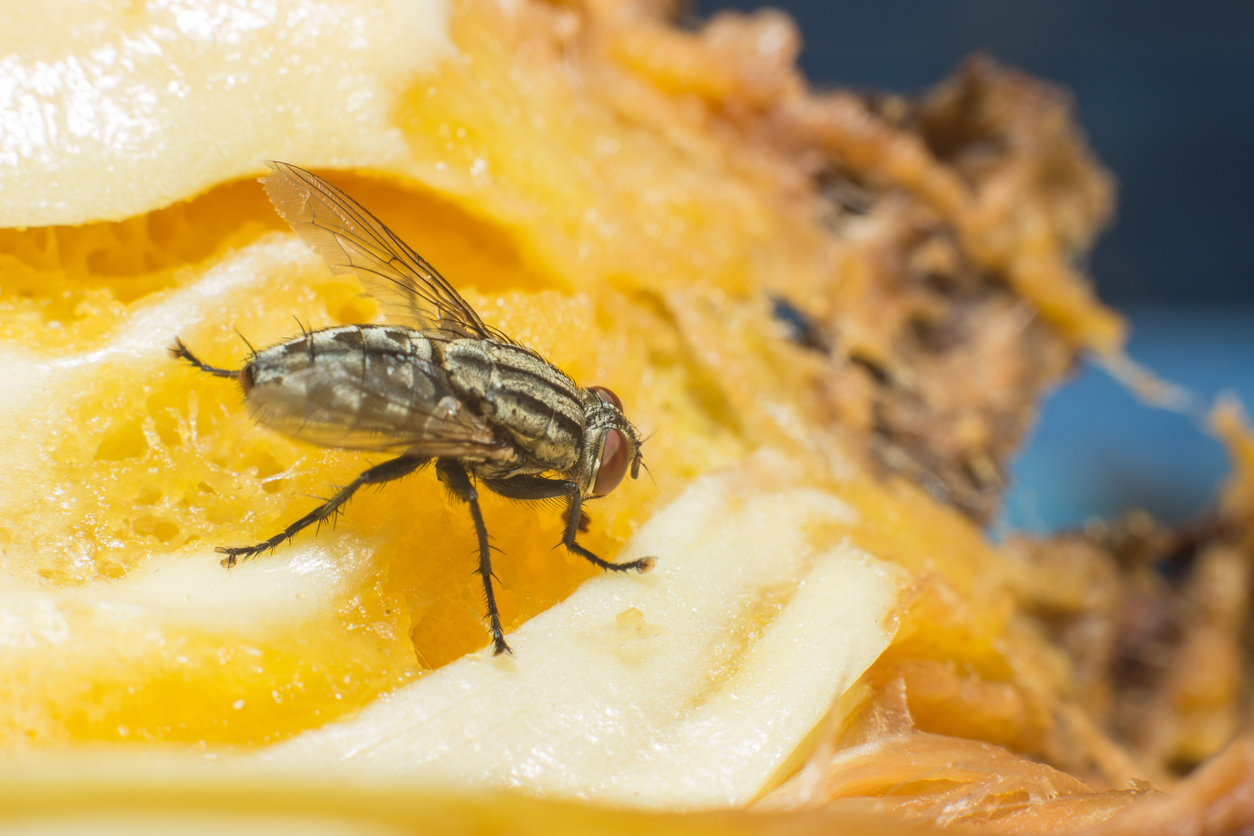 Mosca de la fruta Tau: una especie invasora proveniente de Asia pone en ...