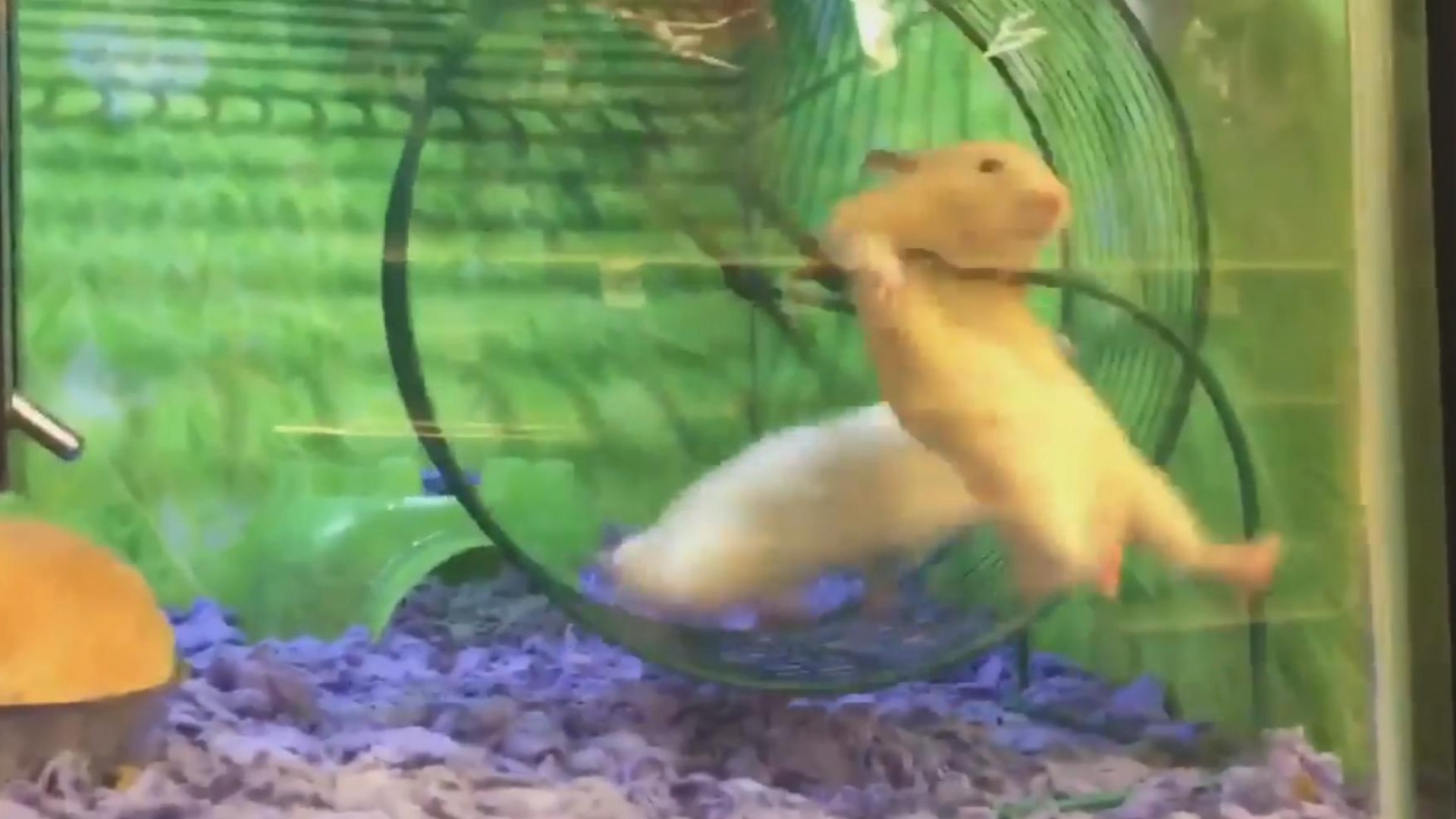 El video viral que muestra a un hámster siendo bully por su compañero ...