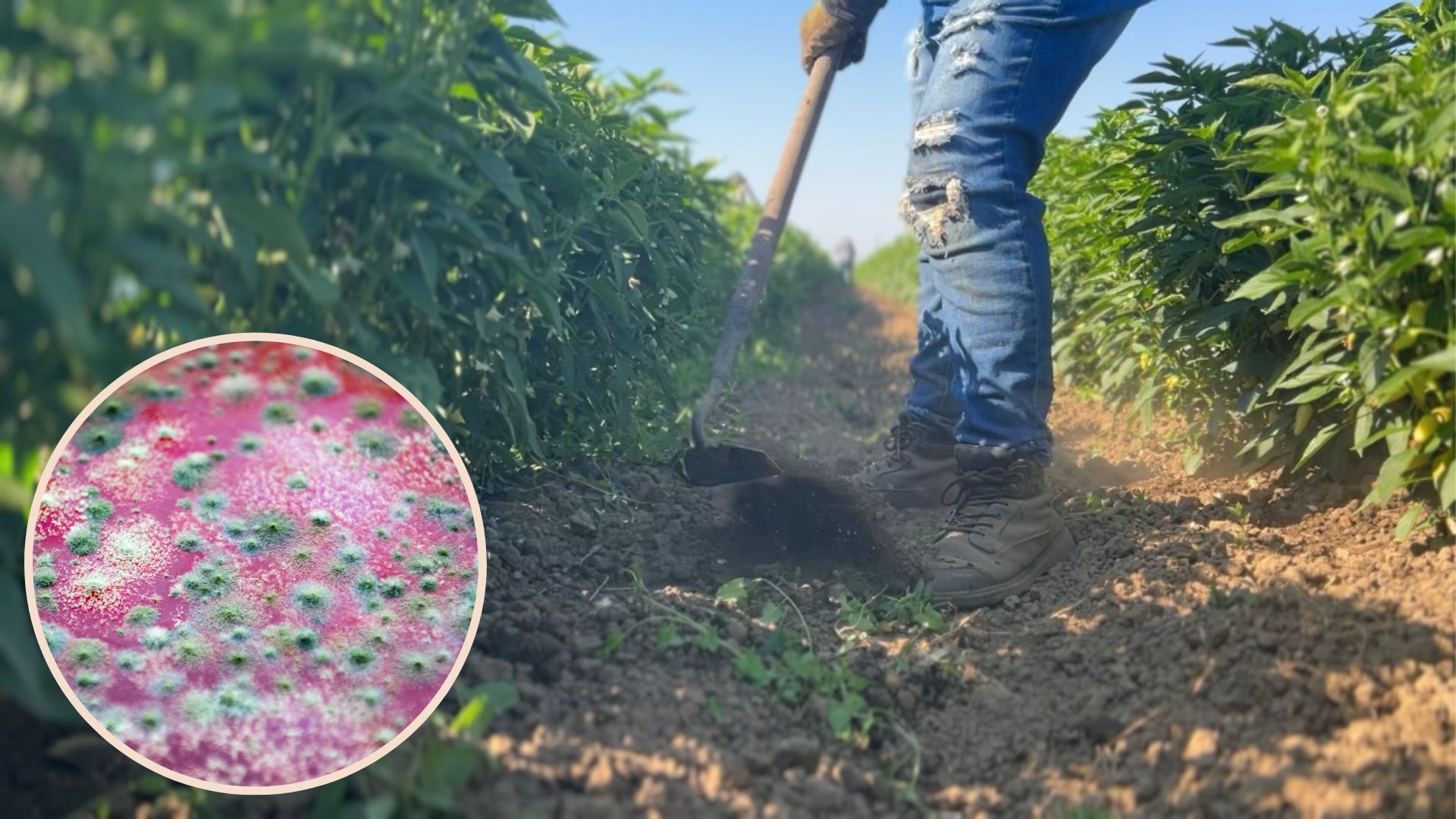 Qué es la enfermedad fiebre del Valle y cuáles son sus síntomas | Video ...