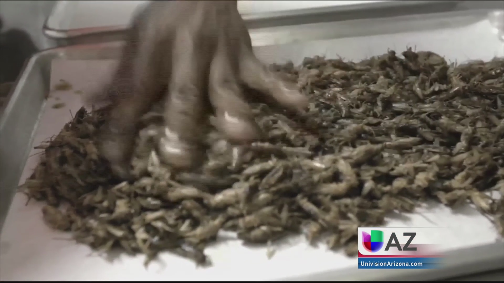 Insectos: ¿Feos pero nutritivos? | Video | Univision Phoenix KTVW ...