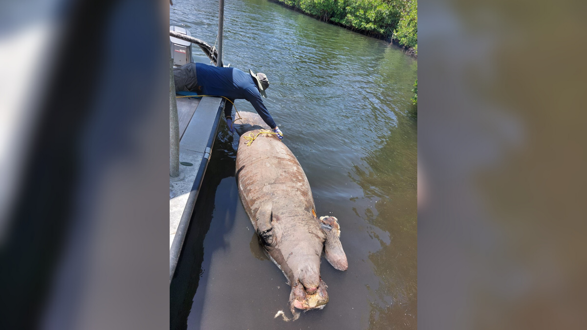 Embarcación impacta a un manatí hembra y le ocasiona la muerte, en ...