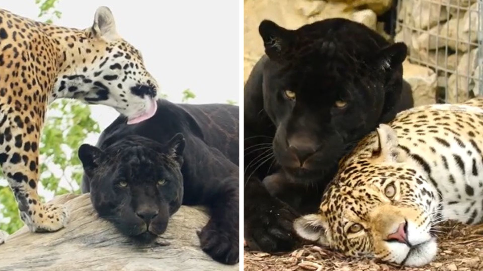 Jaguar y pantera se "enamoran" después de conocerse en un santuario: fotos demuestran su cariño ...