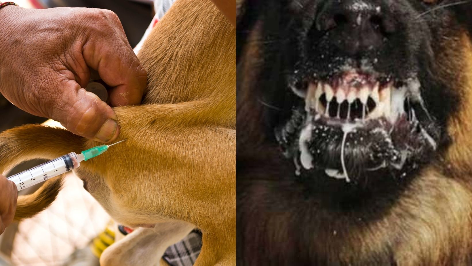 Por Que Los Perros Se Vuelven Rabiosos