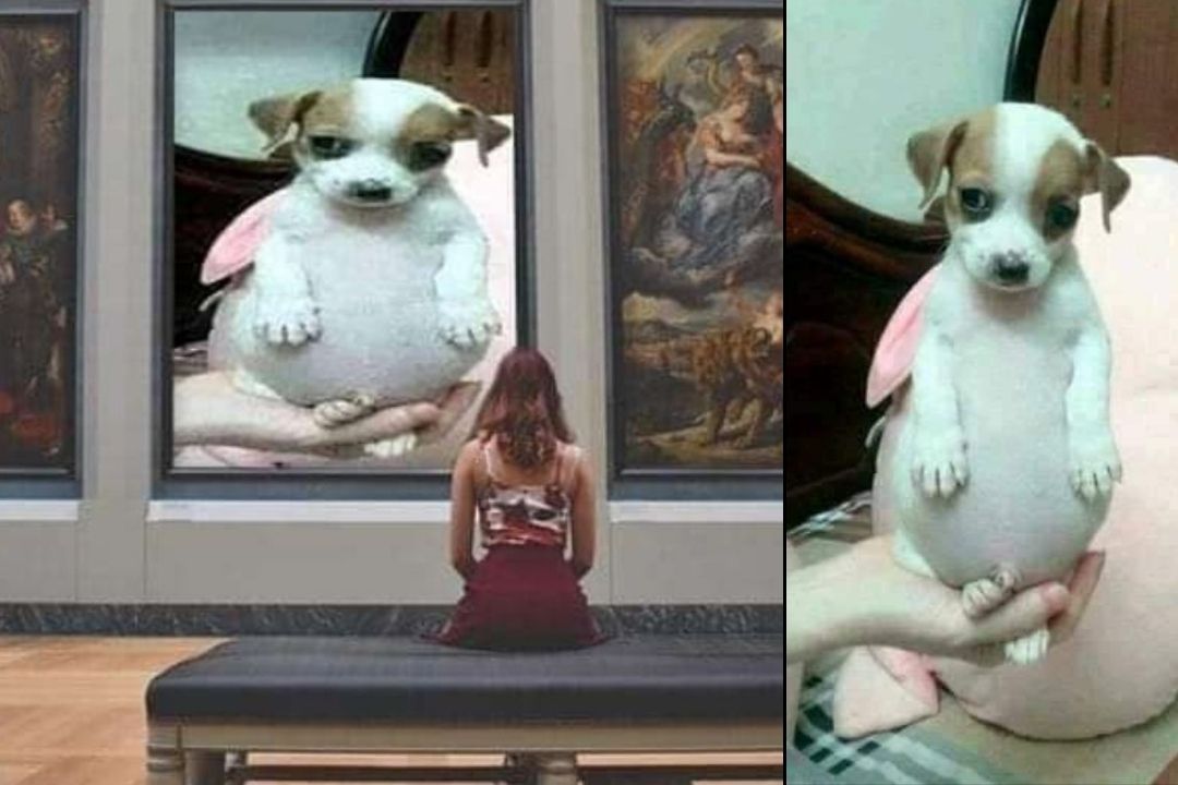 ¿Cuál es el origen del 'Perro Pansón' que ha llenado Internet con sus ...