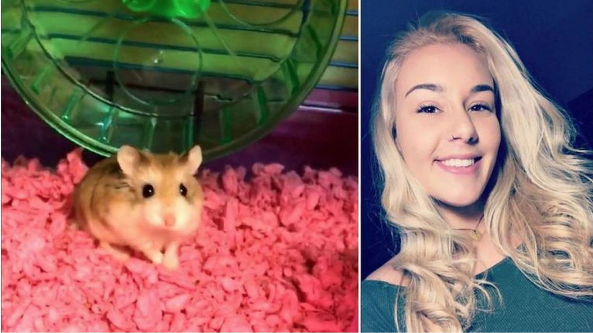 Joven denuncia que tiró a su hámster por el inodoro porque se lo ...