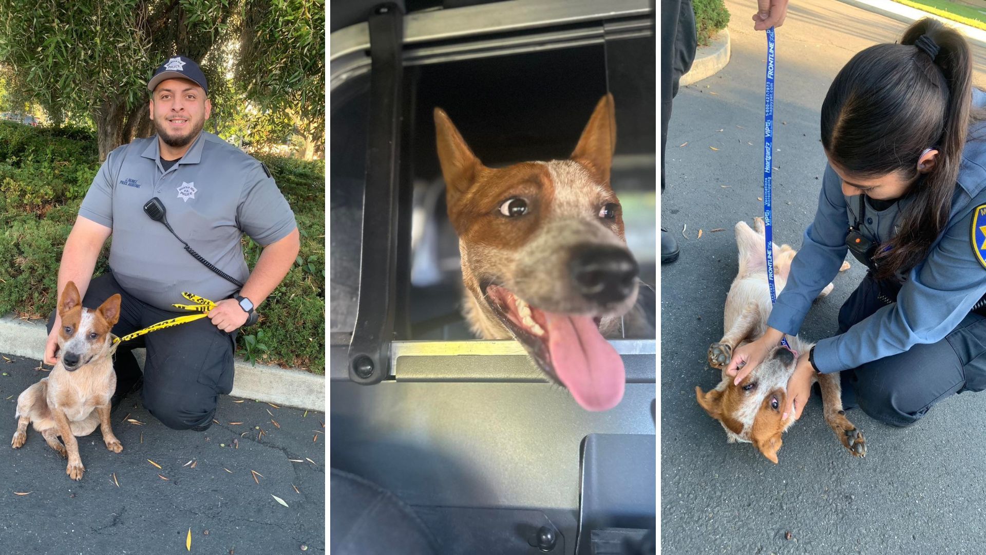 Perro extraviado regresa sano y salvo a su hogar: una historia de ...