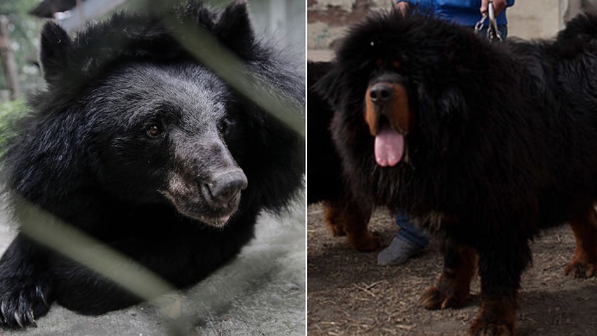Compraron a un cachorro pensando que era un perro, 2 años después ...