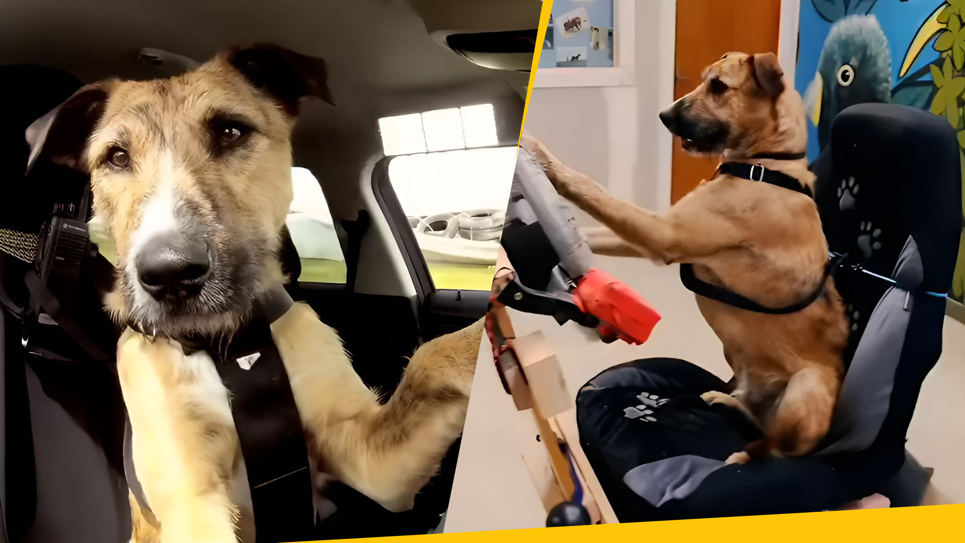 Los perros que conducen autos: Porter, Monty y Ginny eran callejeros y ...