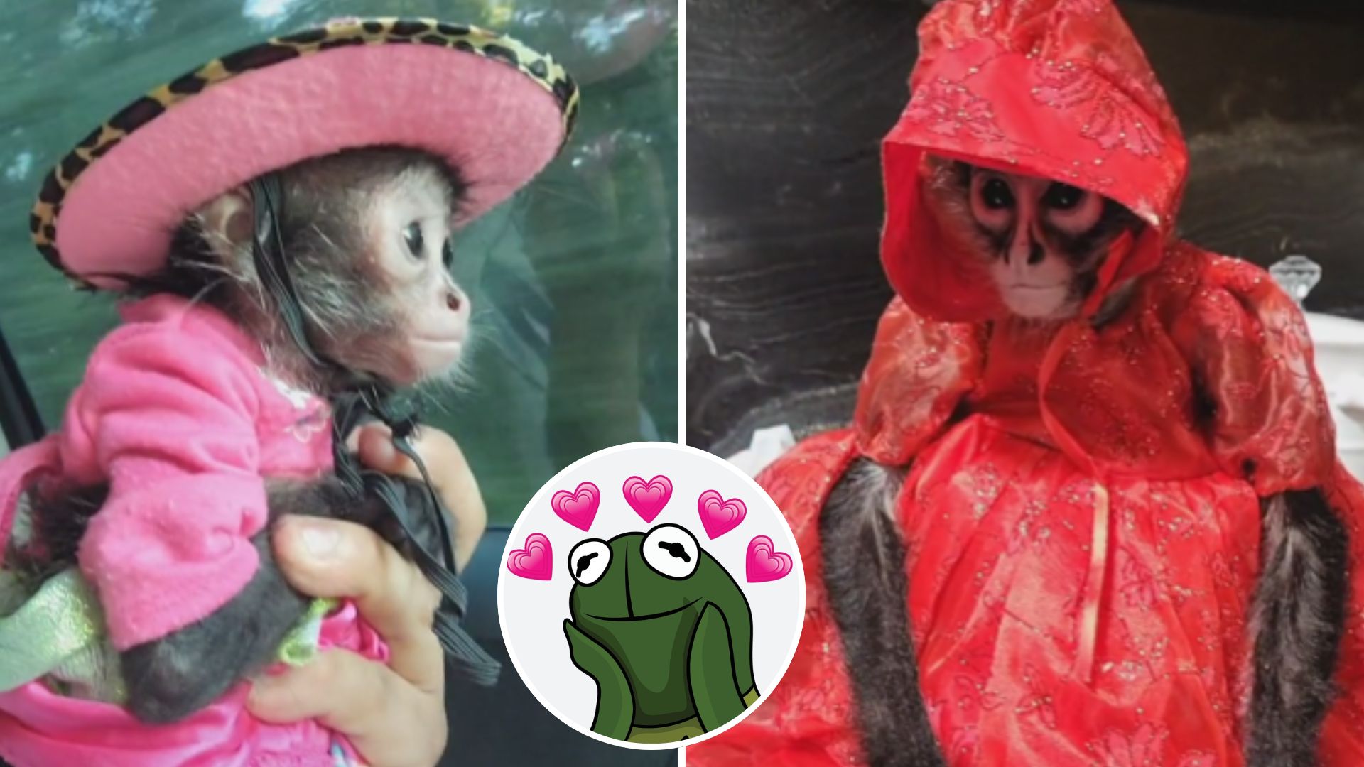 Julia es una mono capuchino que provoca furor en TikTok con su estilo ...