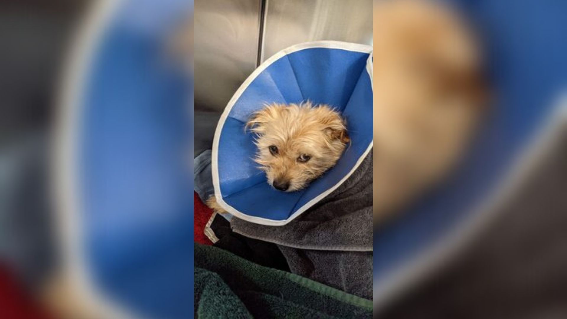 Sujeto apuñala a perrito terrier y amenaza a su dueña con cuchillo en ...