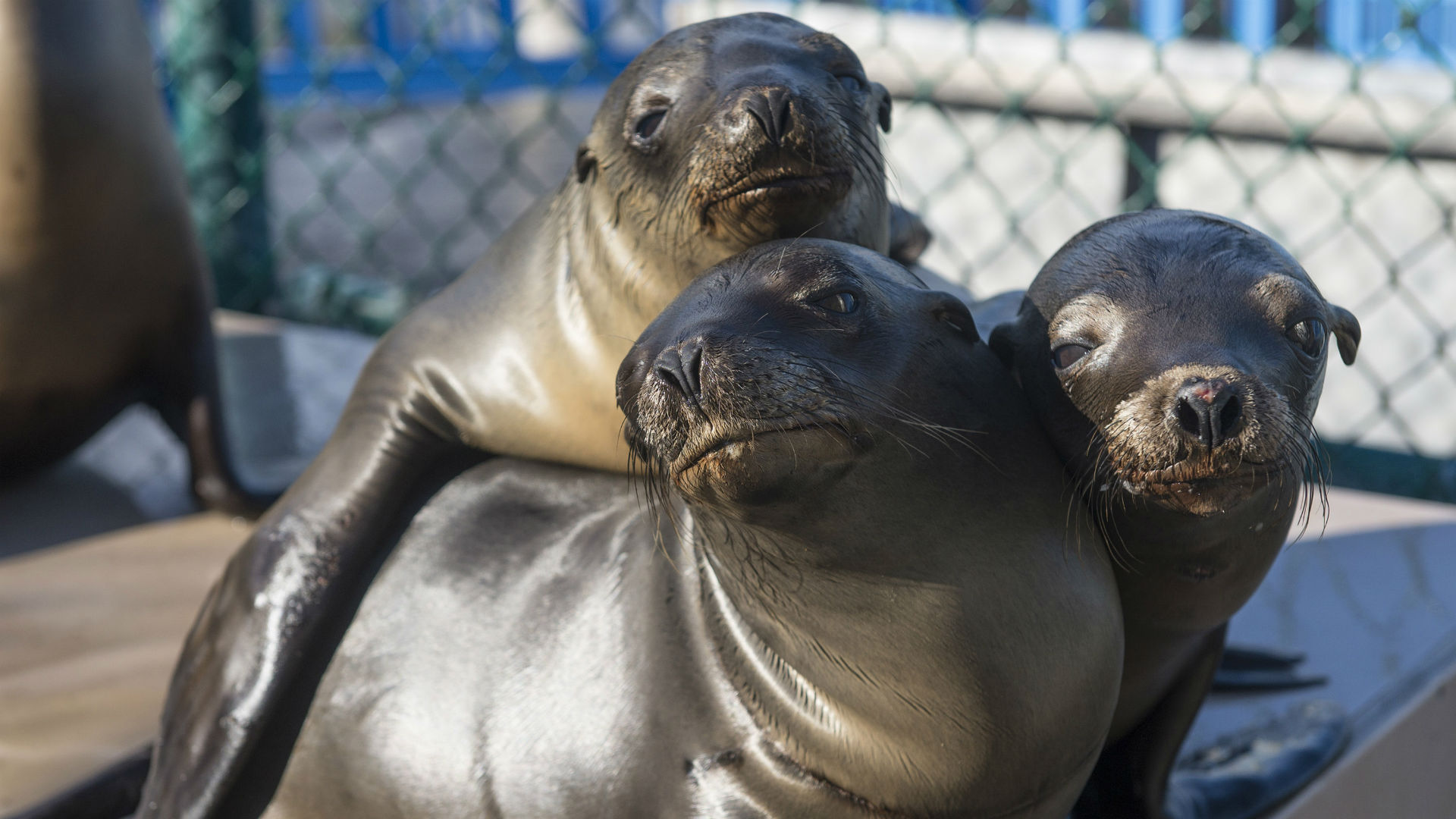 Leones marinos serán protegidos en costas de Perú gracias a la creación ...