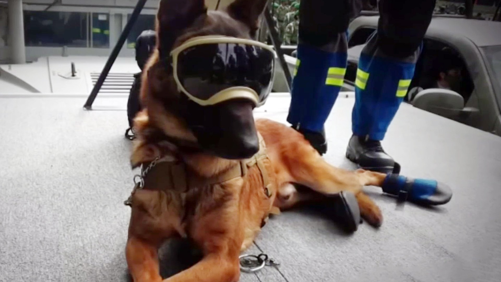 Perros rescatistas mexicanos: héroes de cuatro patas que salvan vidas ...