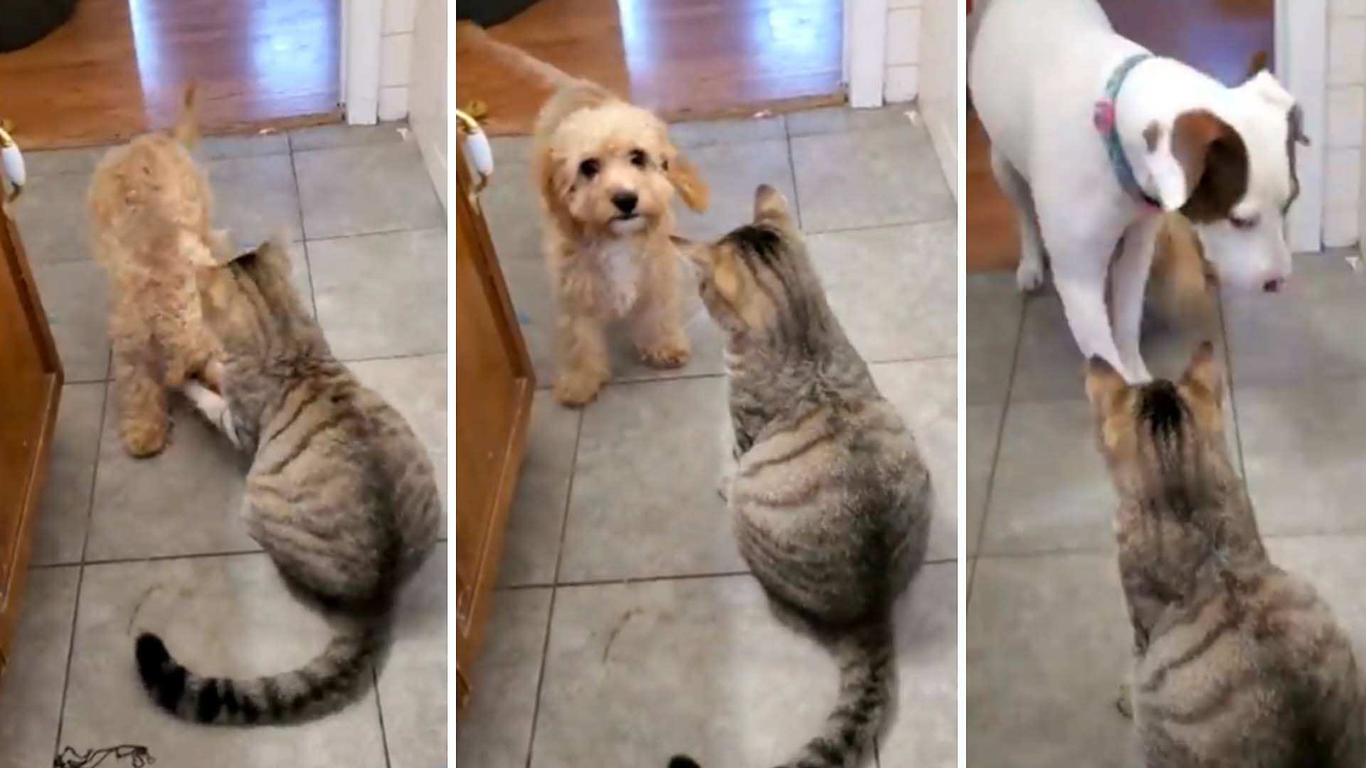 Cachorro le pide a un perro más grande que lo defienda de un gato que ...