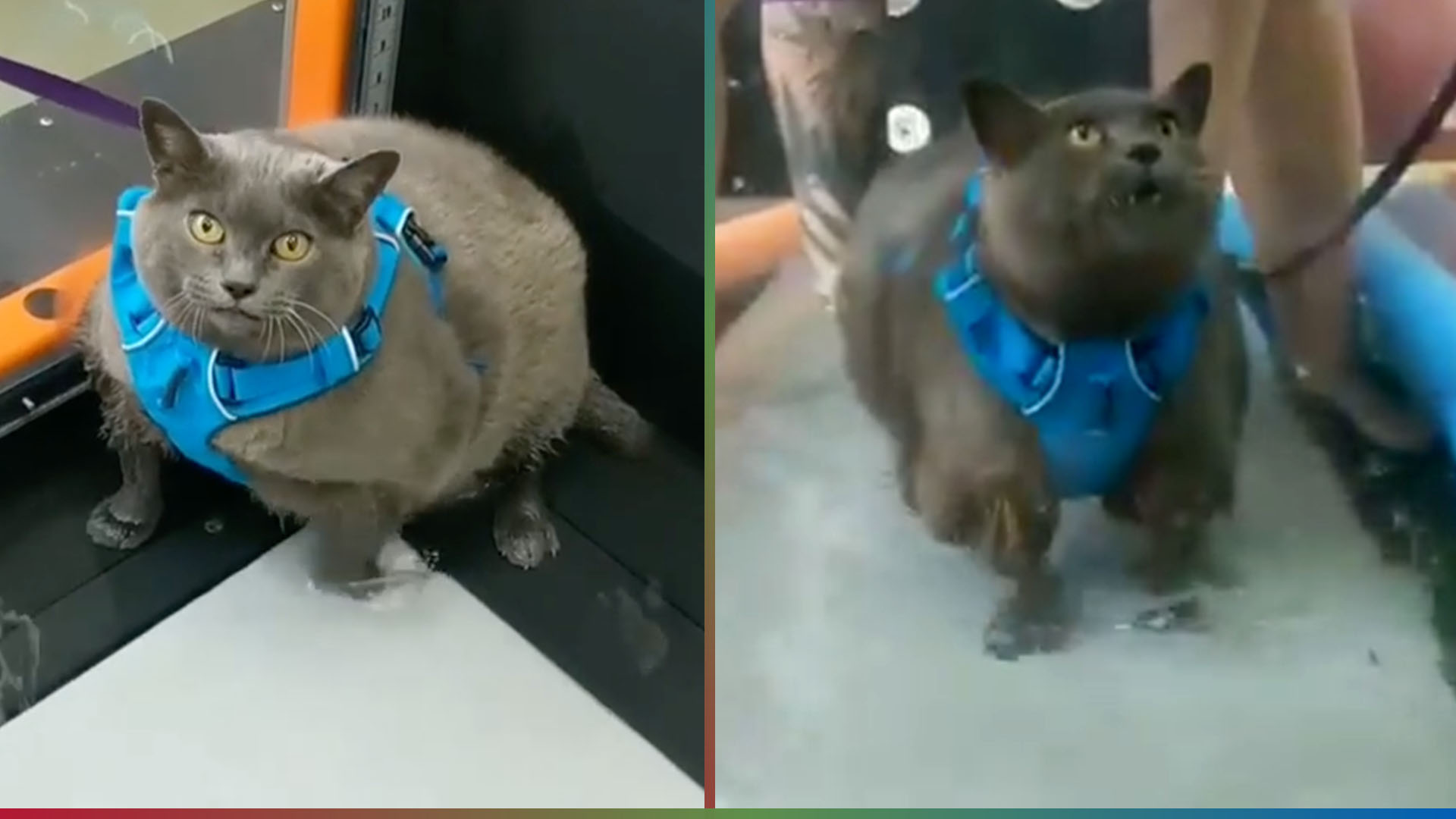 (Video) Gato panzón conquista internet con su rutina de ejercicios ...