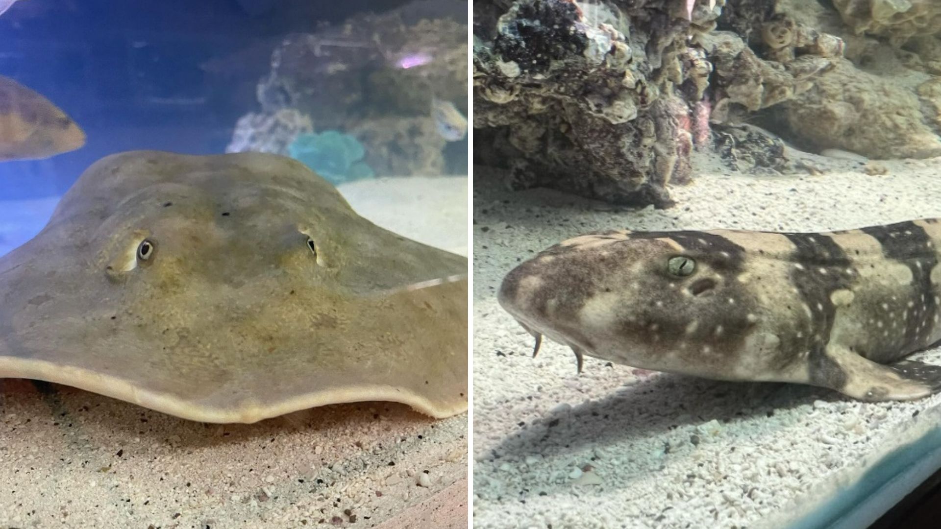 ¿Qué pasó con Charlotte, la mantarraya que supuestamente quedó ...