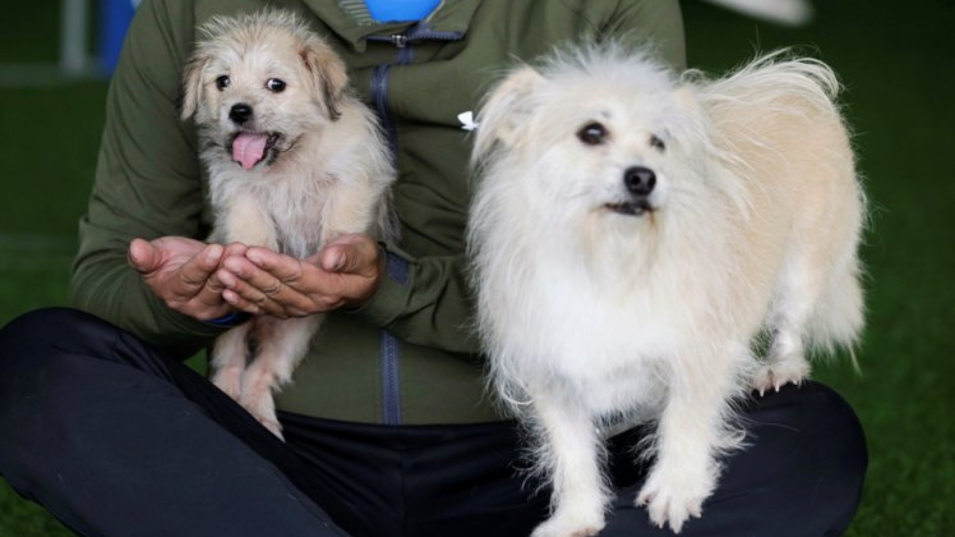 Un perro clonado es la sensación en las redes sociales | Shows ...