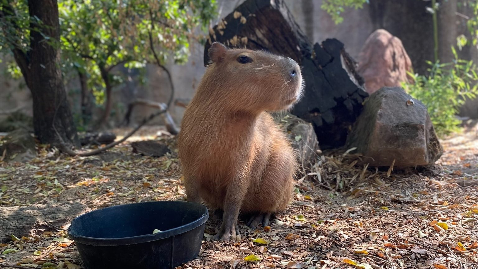Chiguiro, el capibara animal nuevo residente del Zoológico de ...