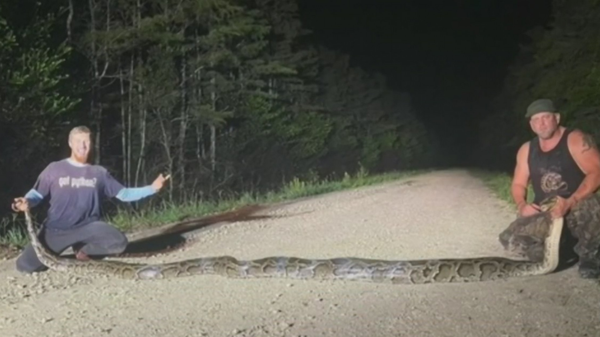 En video: Cazadores logran atrapar una serpiente pitón birmana de 18 ...