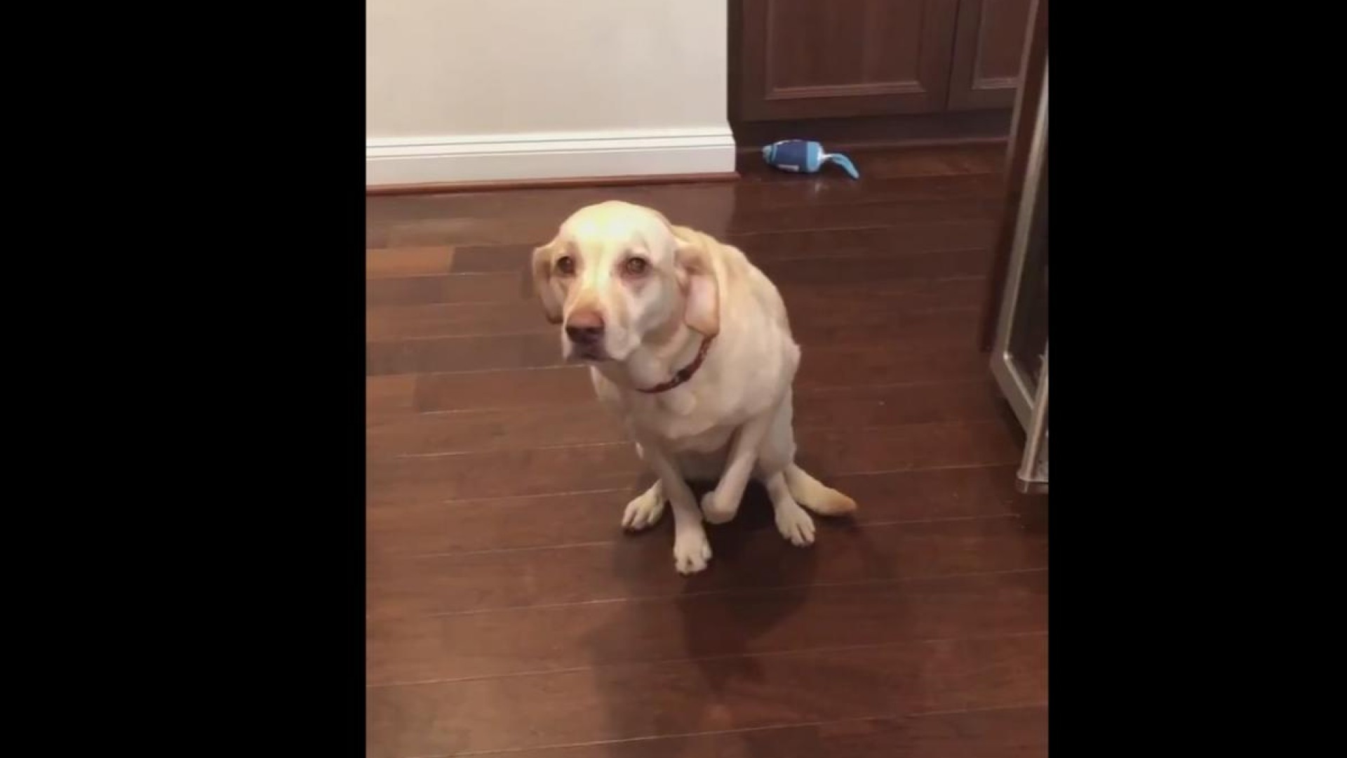 El videíto: ¿Es este el perro que se siente más culpable en todo el ...