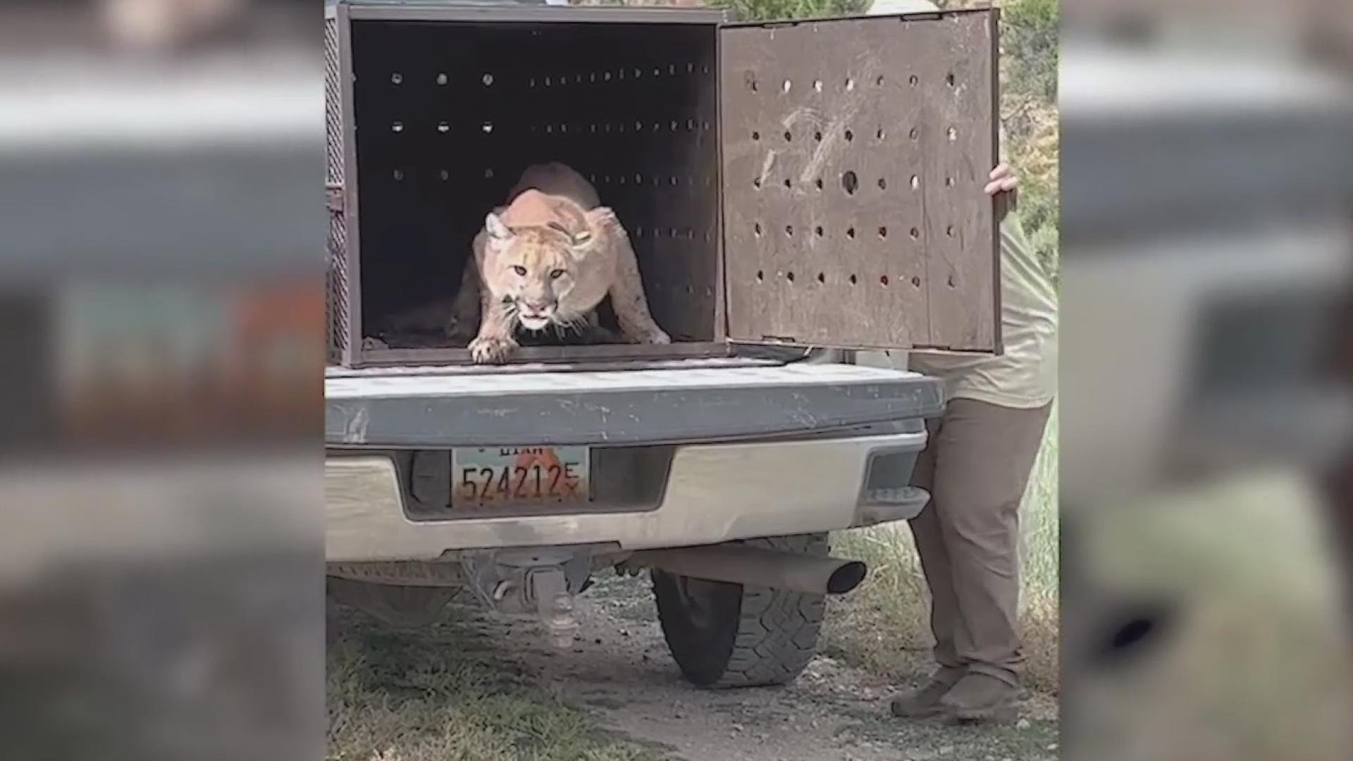 Puma ataca a perro en el patio de una residencia en Cedar Hills | Video ...