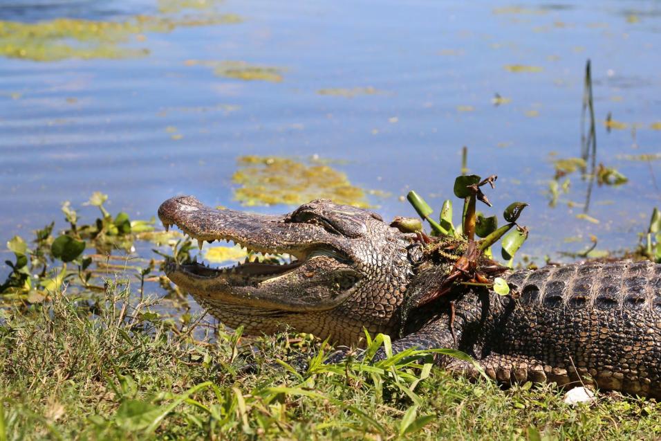 ¿Cómo se pueden evitar tragedias con caimanes? | Video | Univision 45 ...