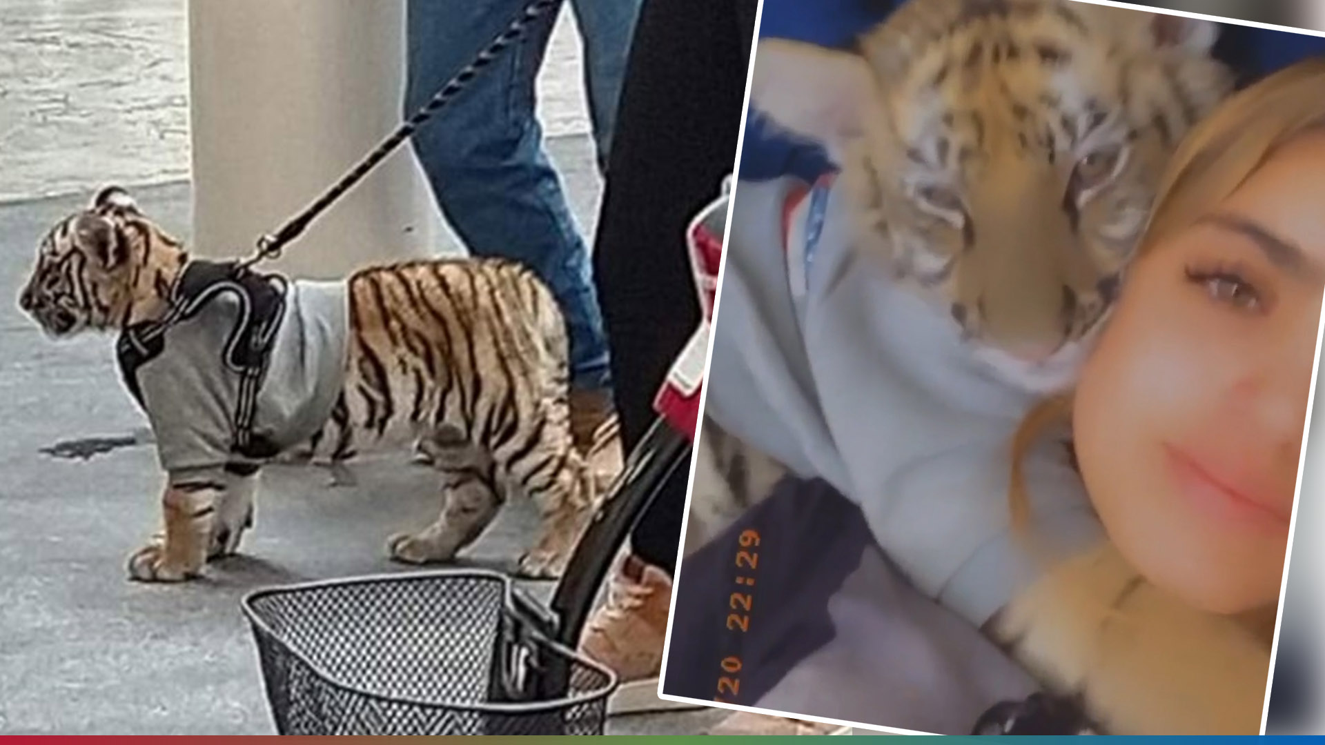 Captan a mujer paseando un tigre de bengala como si fuera un cachorro ...