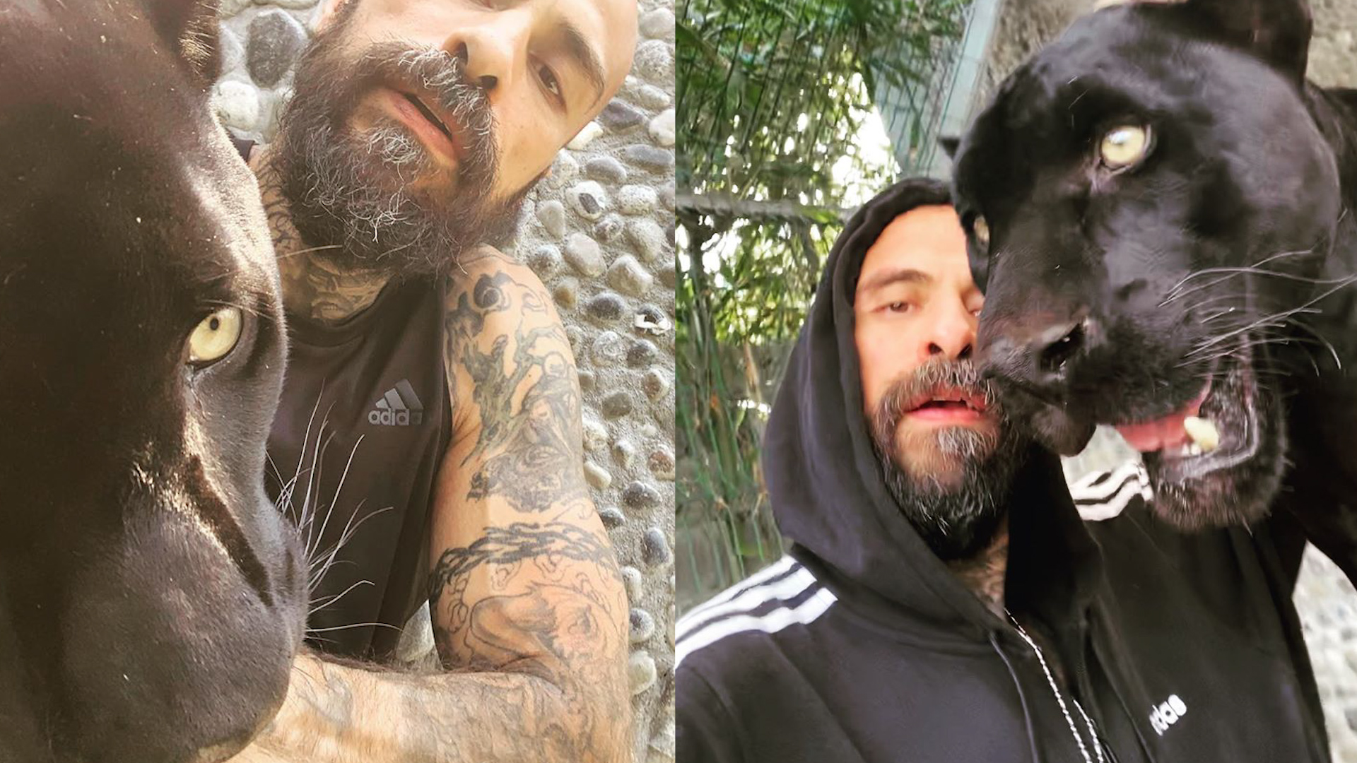 Babo tiene una pantera como mascota y su relación es igual de tierna y ...