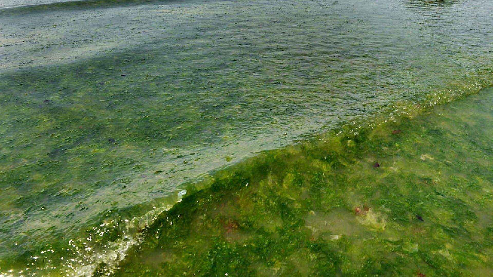 Una masa de algas marinas tóxicas que es dos veces más grande que Estados Unidos se acerca a ...