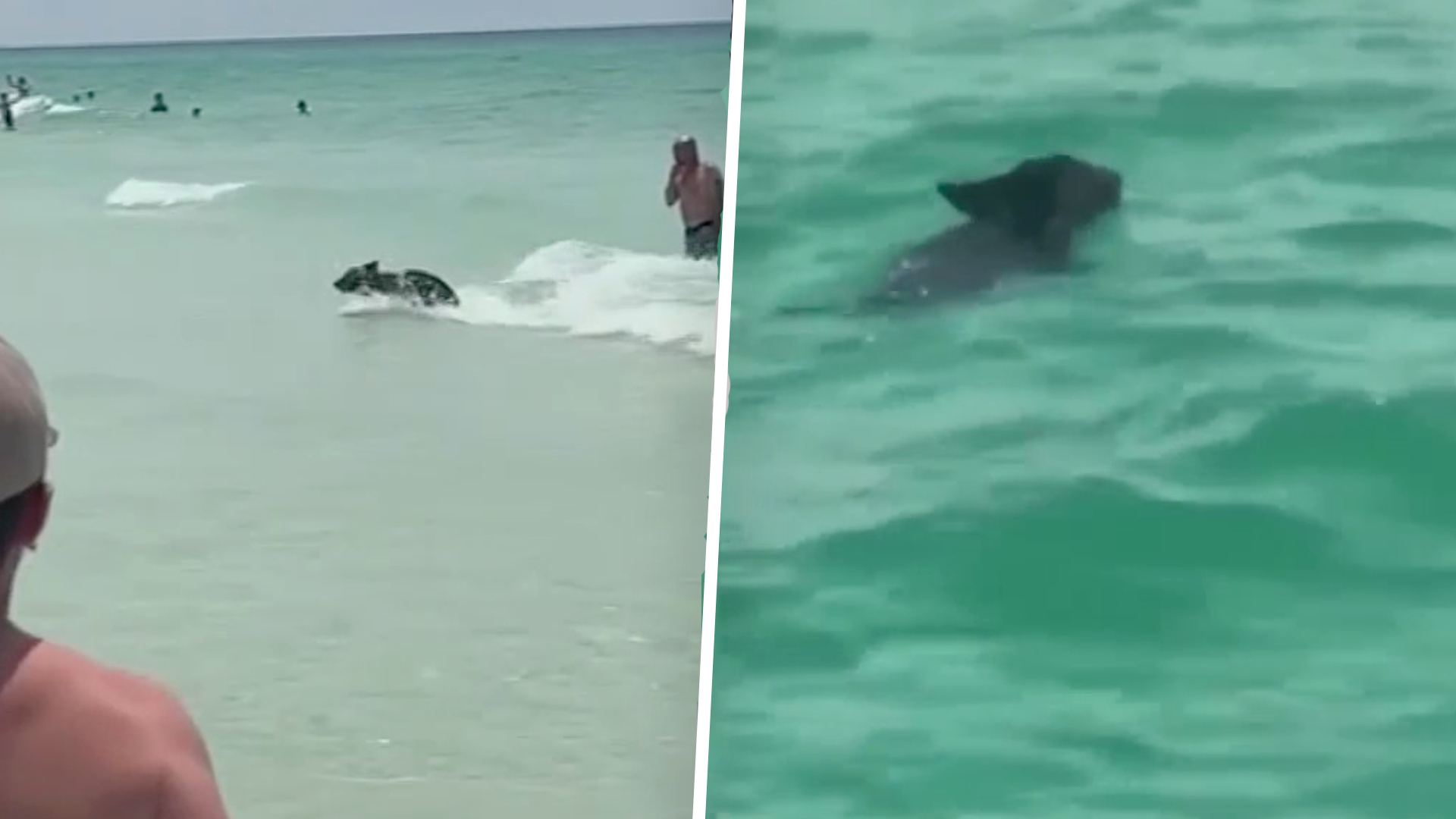 Oso negro sorprende a bañistas de una playa en Florida | Shows La Voz ...