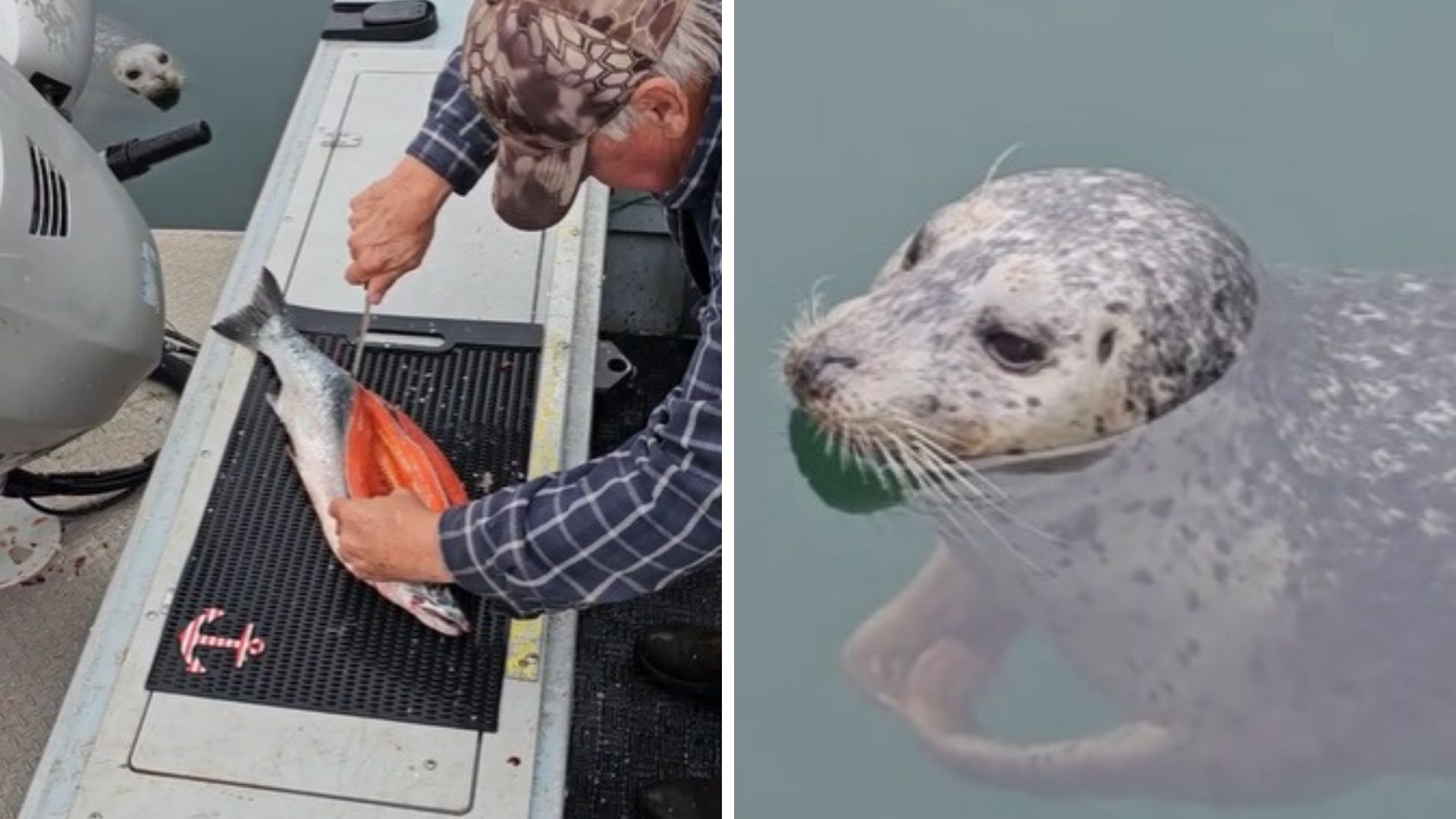 Focas rodean bote para que les den comida y la forma en que esperan se ...