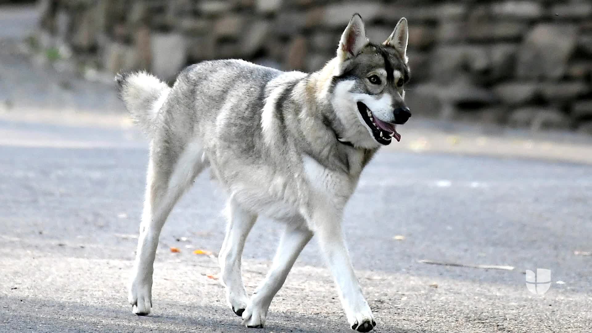 Andrew Cuomo se va de la Mansión Ejecutiva y deja a su perro | Video ...
