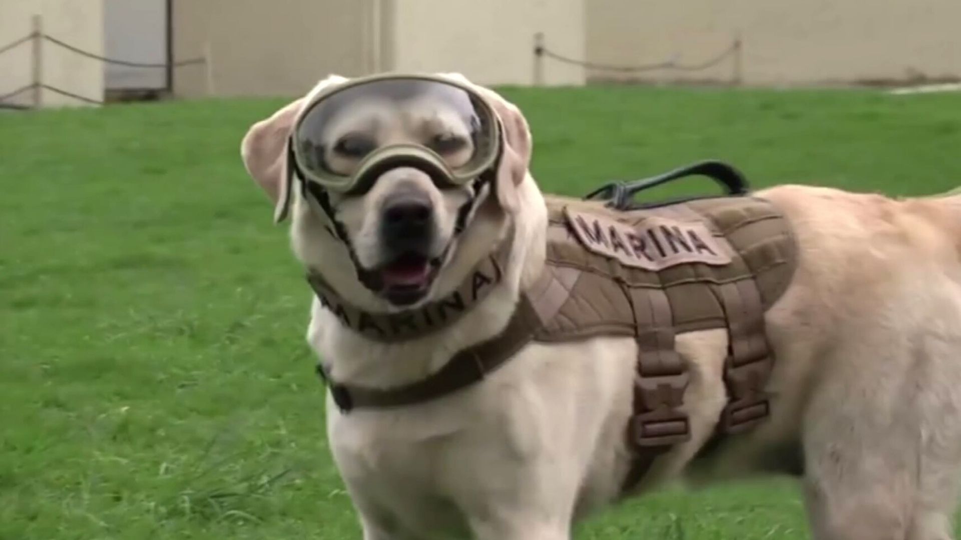 Cuál es el estado de salud de Frida, la perra rescatista que ayudó a ...