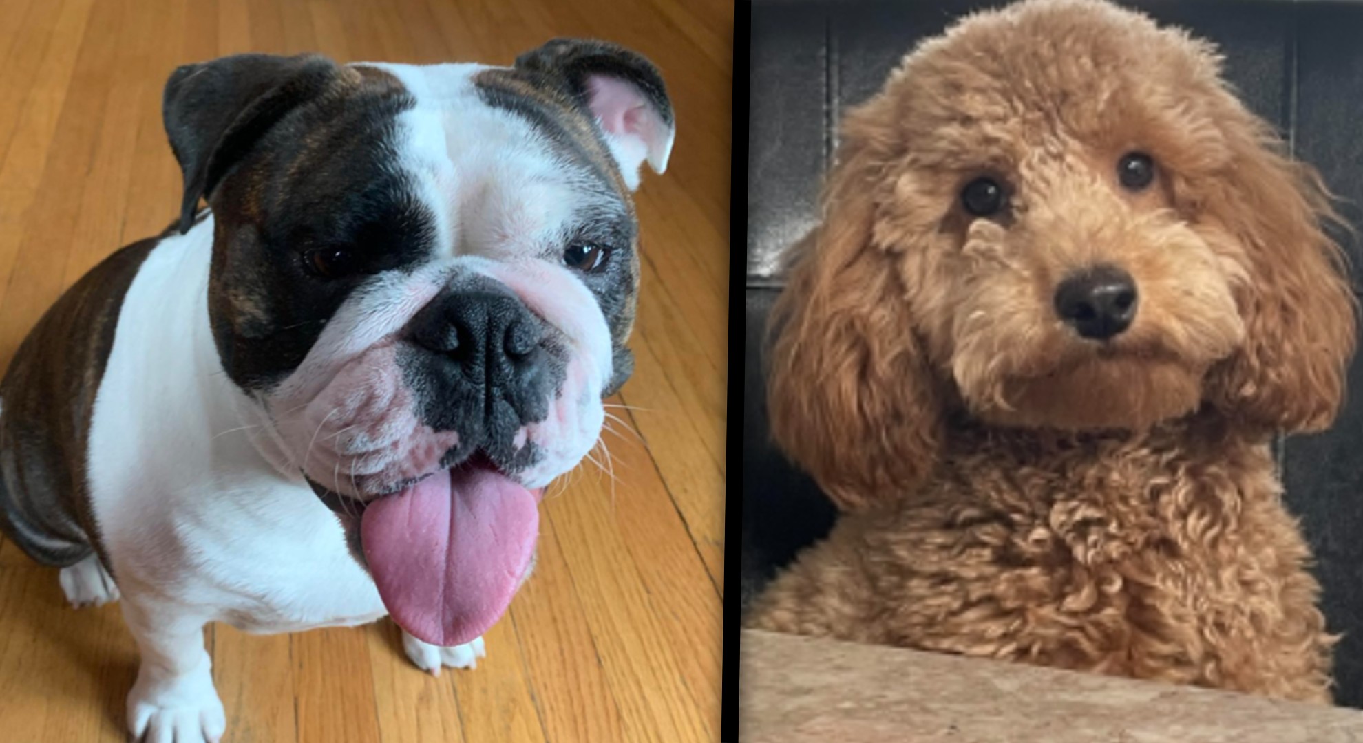 Celebramos el día del perrito con nuestra comunidad. Gracias por ...