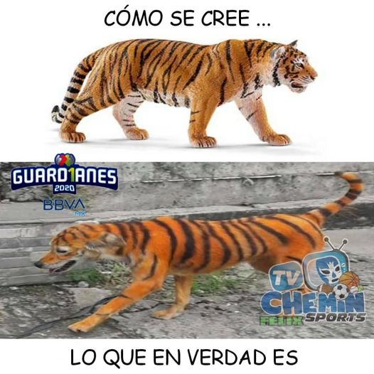 Tigres alimenta a los memes con su derrota frente a Cruz Azul | TUDN ...
