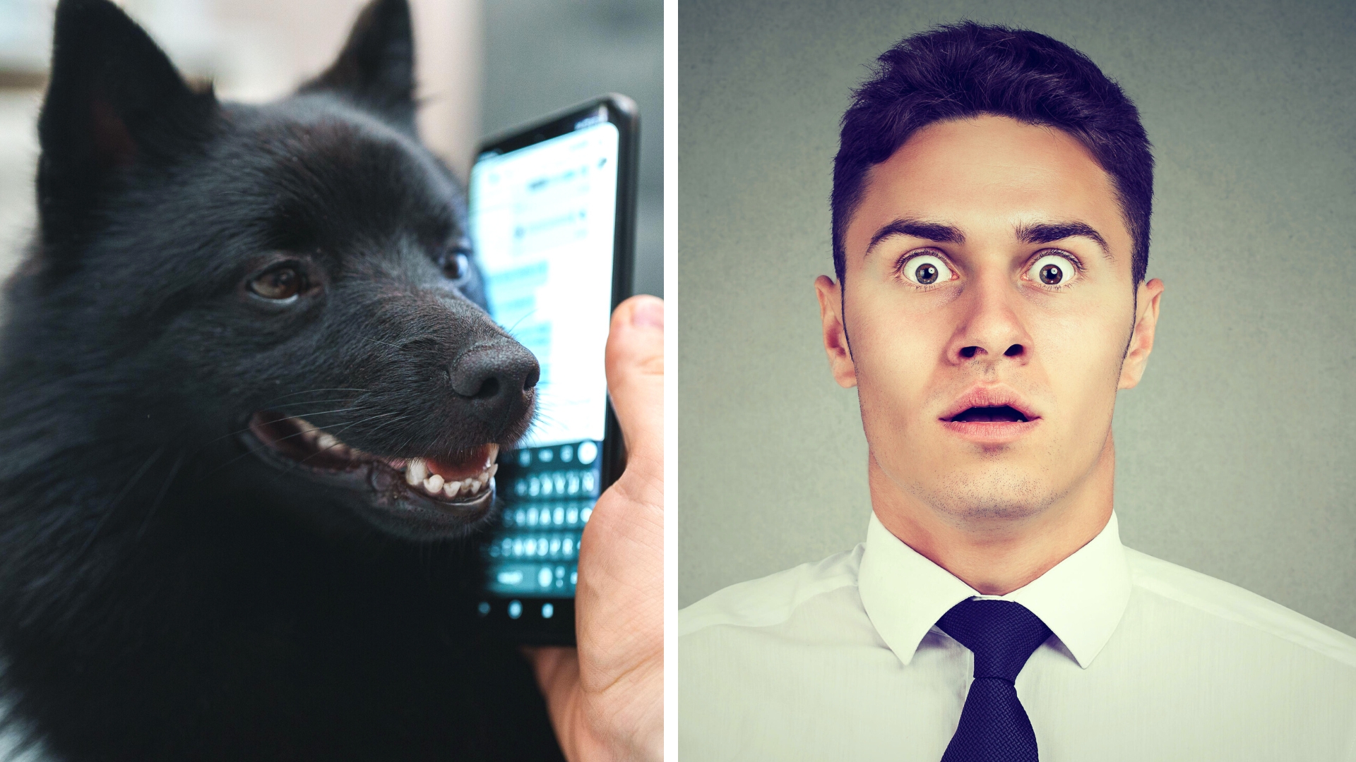 Perrito es cuestionado por su dueño de si puede hablar y su “respuesta ...