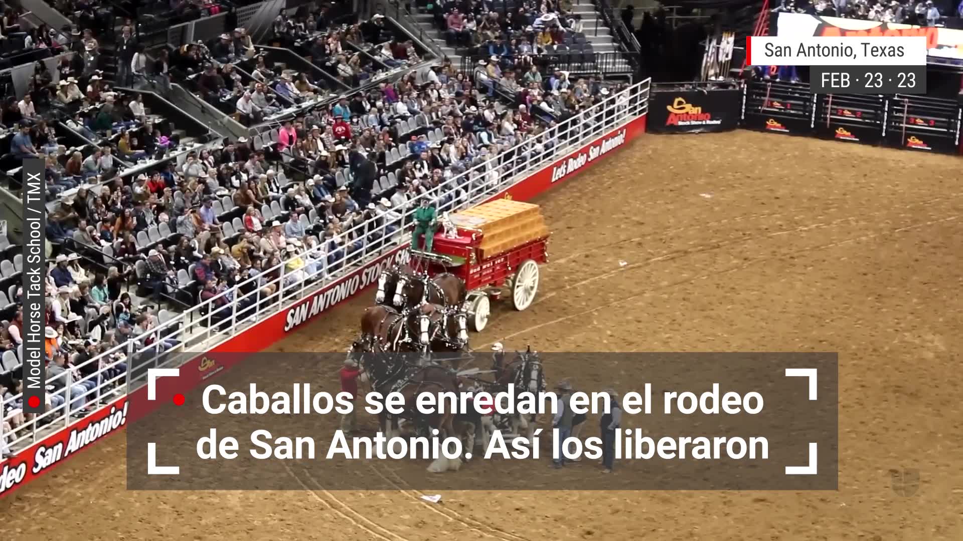 Caballos se enredan en el rodeo de San Antonio y se vuelven virales ...