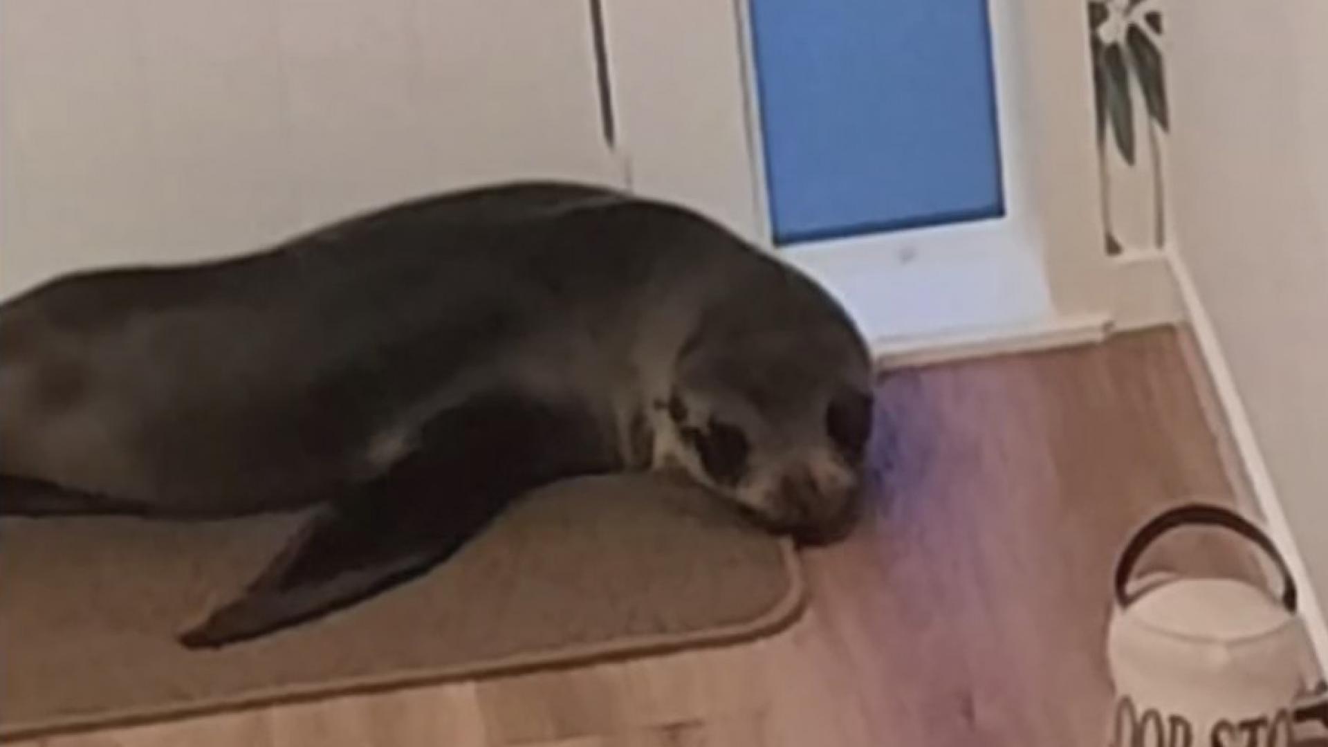 Familia encuentra una pequeña foca en su casa y esta fue la curiosa manera como entró | Shows ...