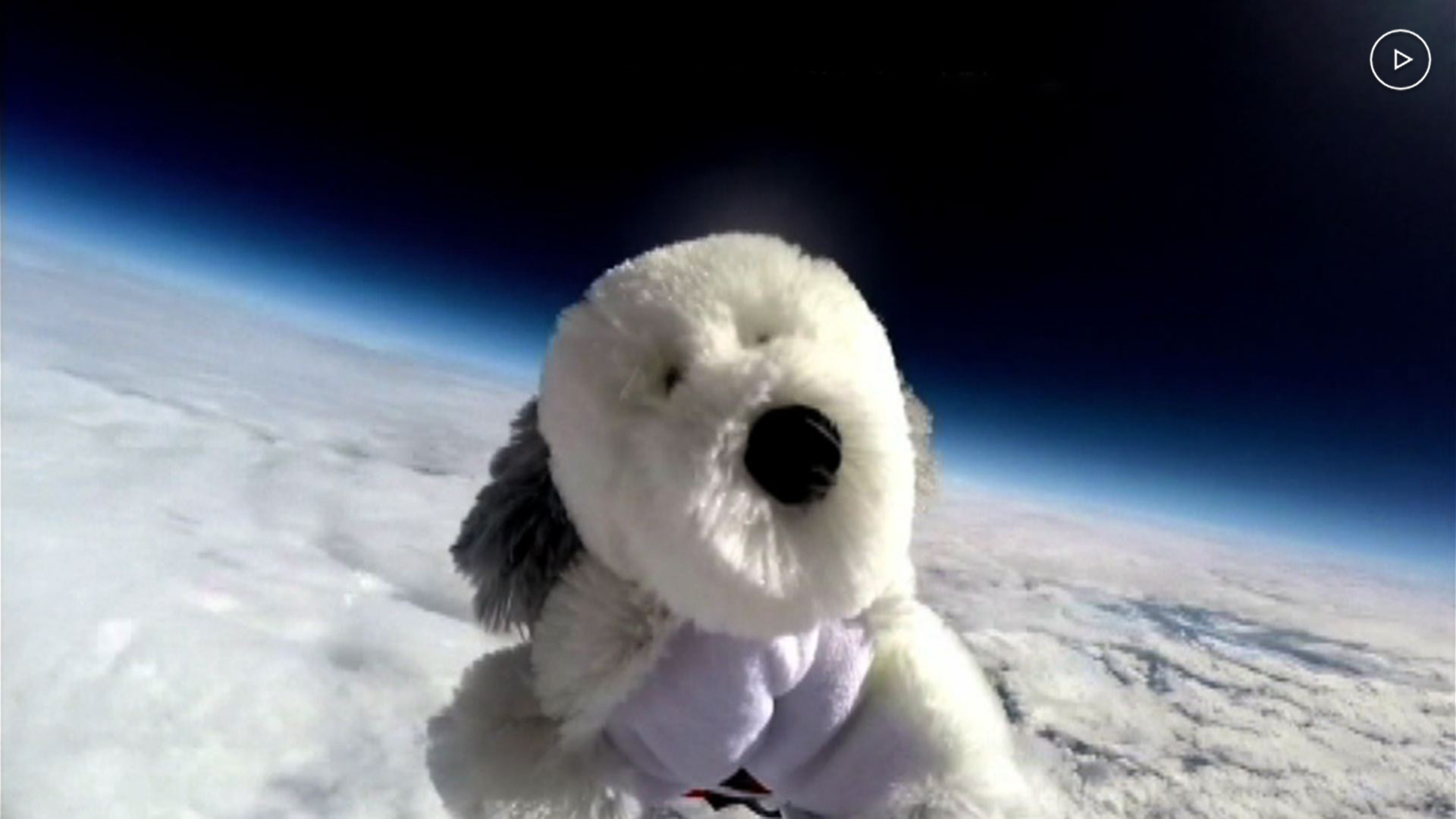 ¿Has visto a Sam, el perro que llegó al espacio? | Noticias Univision ...