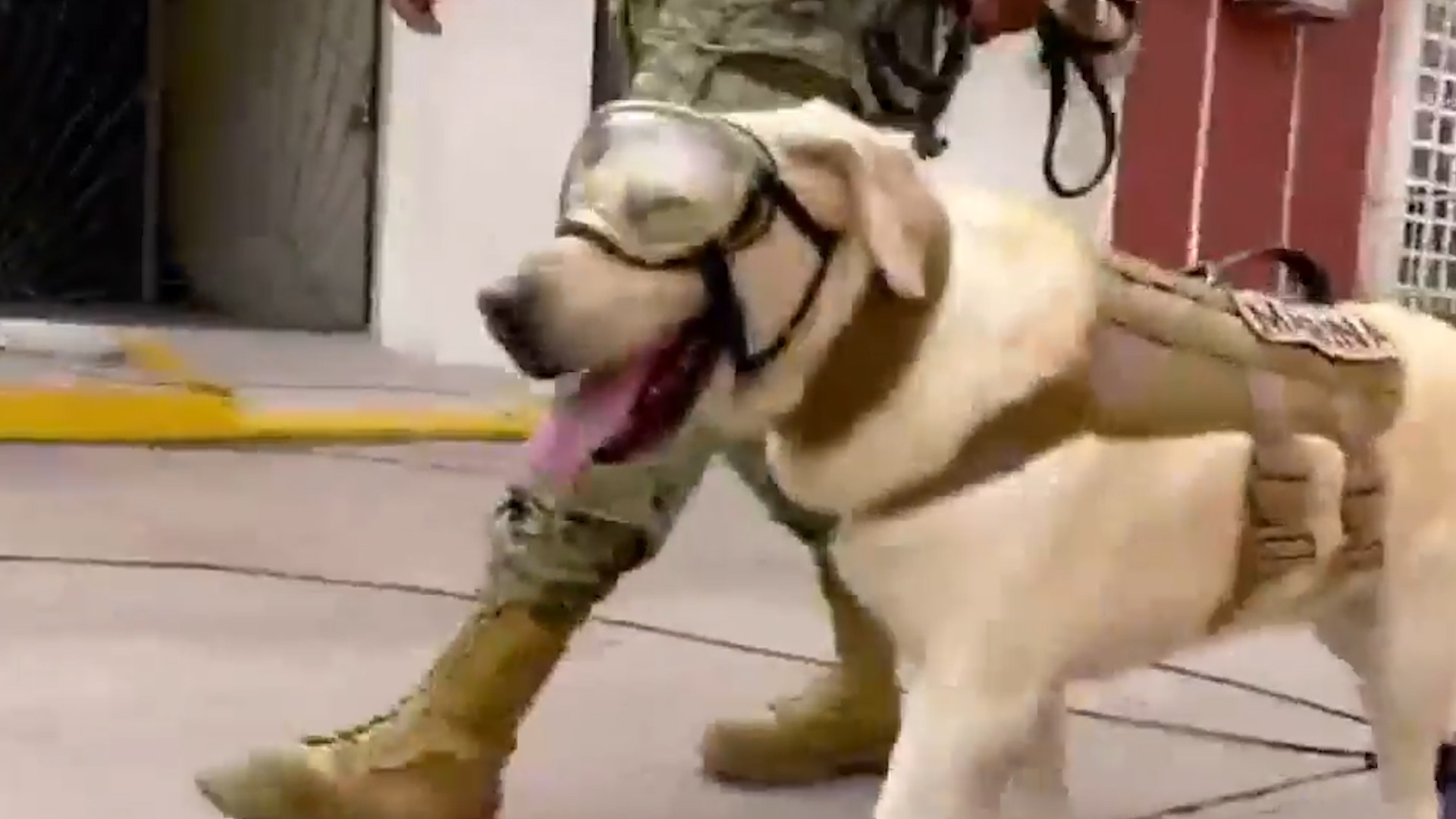 Frida, la perra rescatista que inspira a México tras el terremoto ...