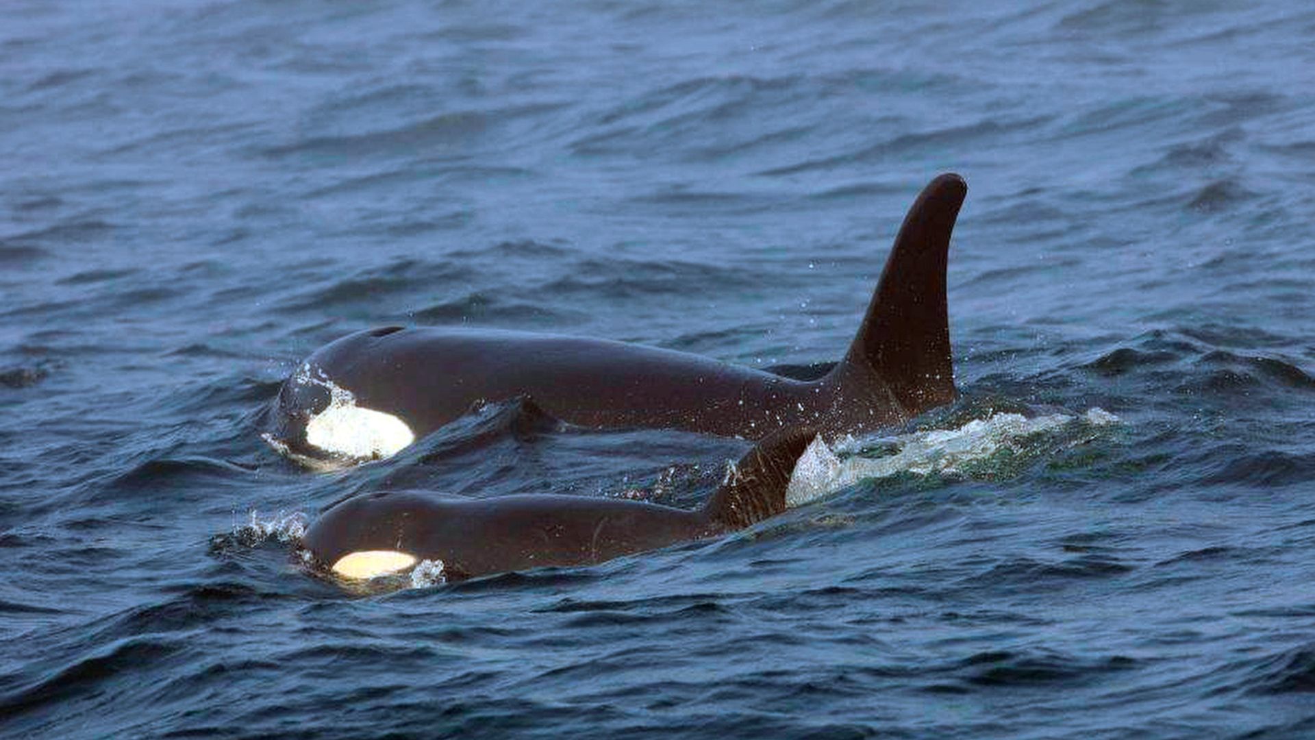 Reportan misteriosos ataques de orcas frente a las costas de España | Noticias Univision | Univision
