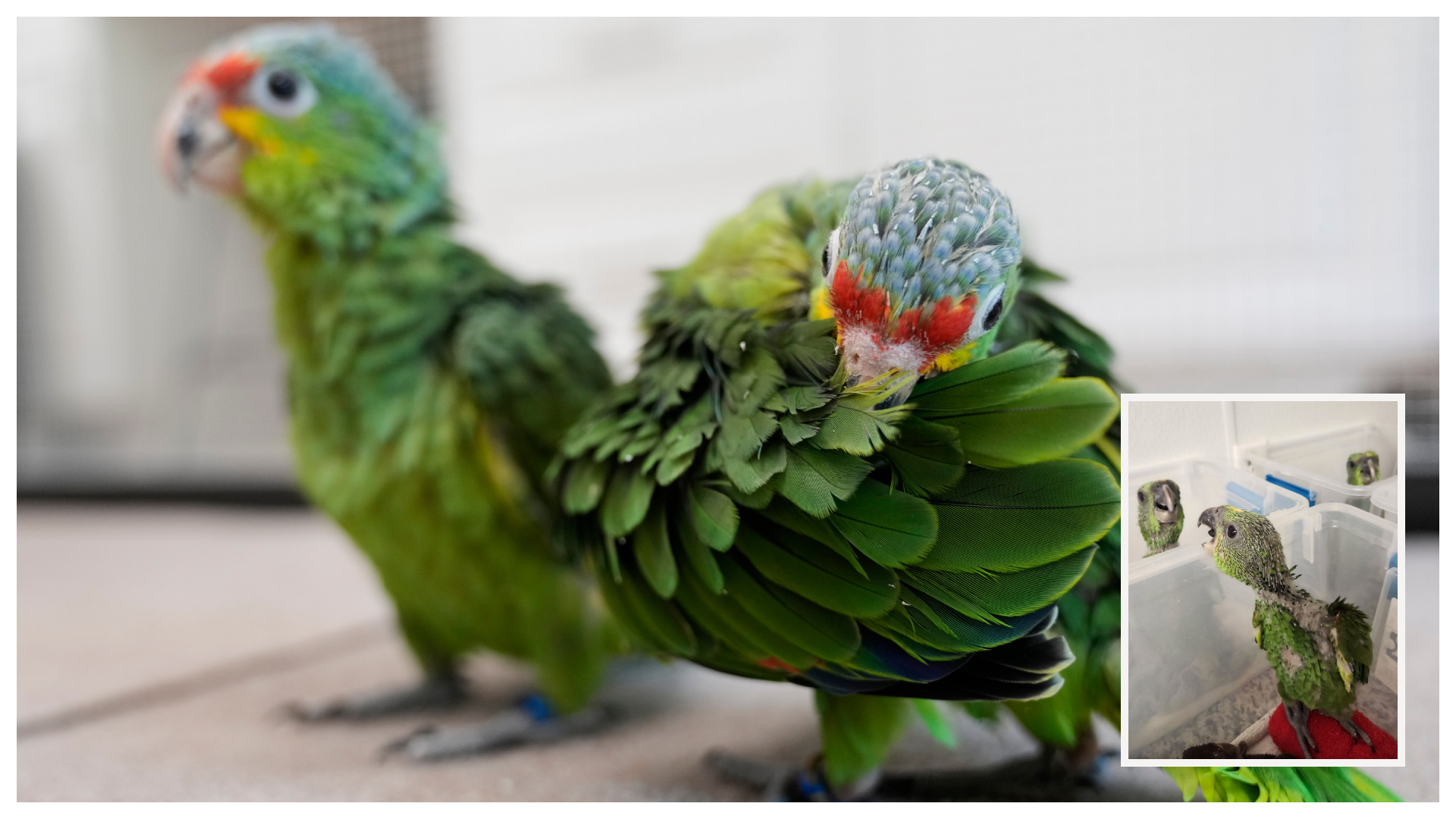 Intentaba contrabandear huevos de loros por el Aeropuerto de Miami ...
