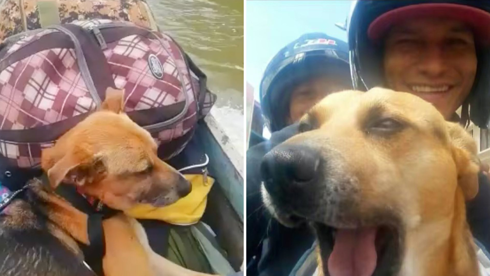 Firulais: el perro que viaja desde Colombia hasta Texas para cumplir el ...