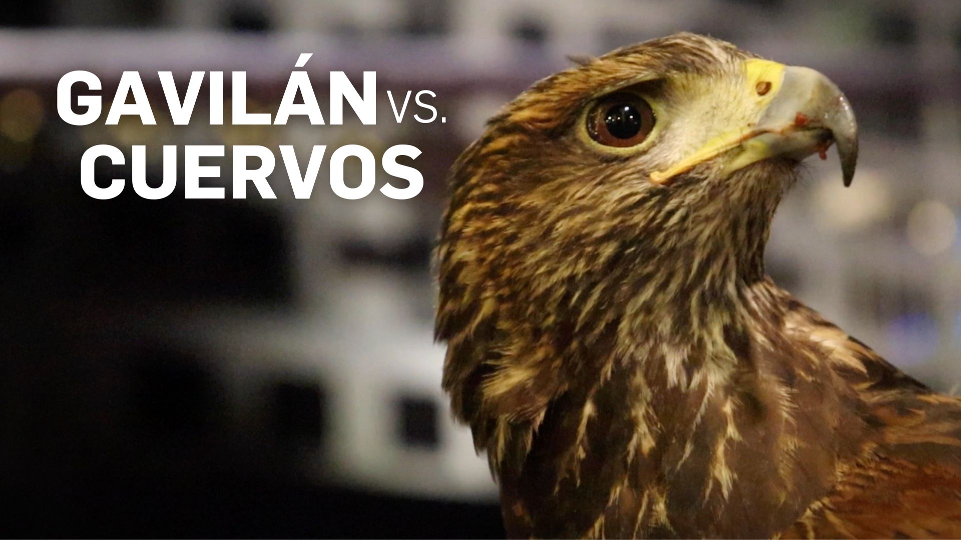 Gavilán vs. Cuervos: así es el trabajo de estas aves de presa en el ...